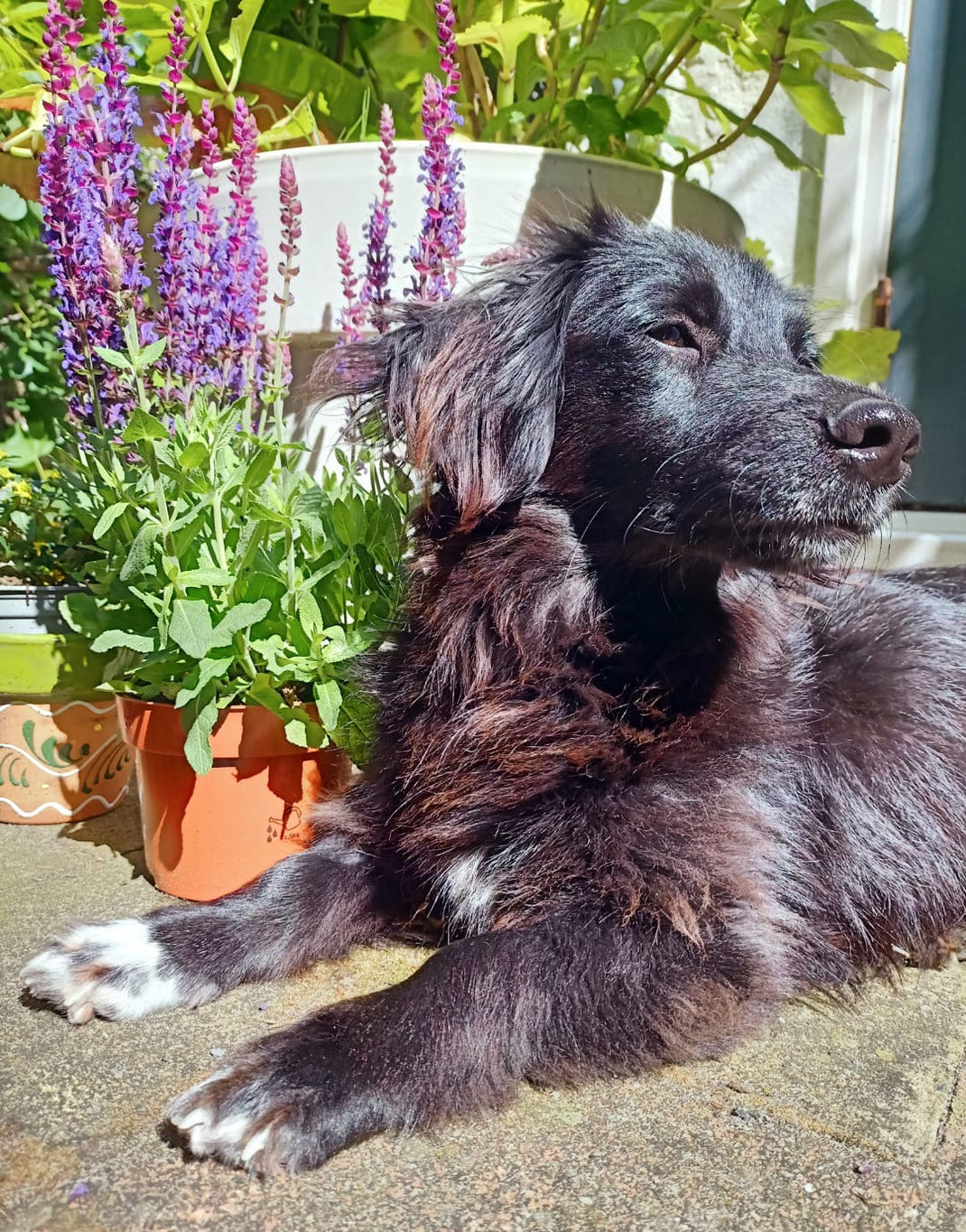 Zeppie - het straathondje – Zeppie, het straathondje